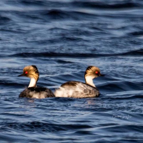 Blanquillo – AVES EN CHILE