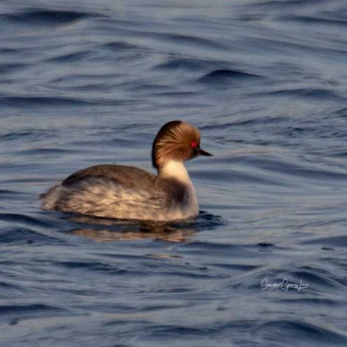 Blanquillo – AVES EN CHILE