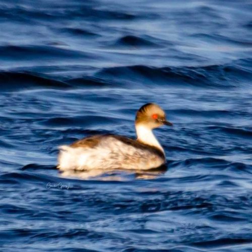 Blanquillo – AVES EN CHILE