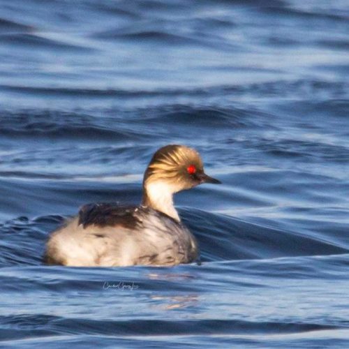 Blanquillo – AVES EN CHILE