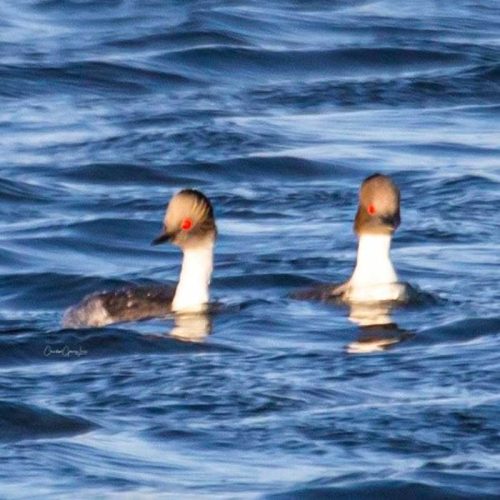 Blanquillo – AVES EN CHILE