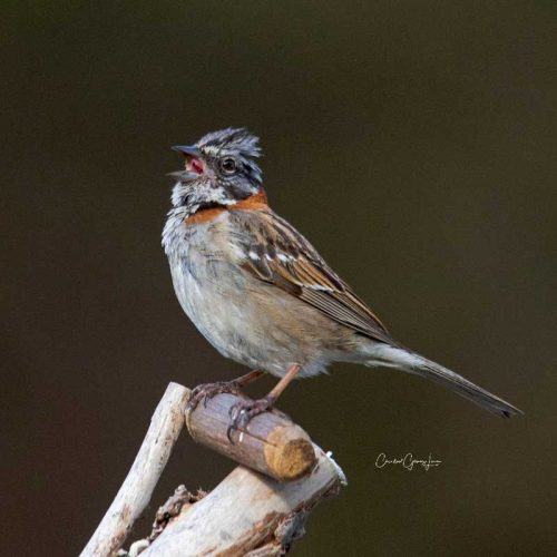 Chincol – AVES EN CHILE