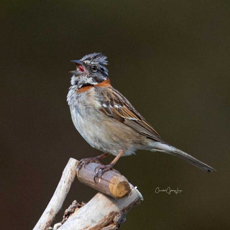 Chincol – AVES EN CHILE