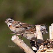 Chincol – AVES EN CHILE