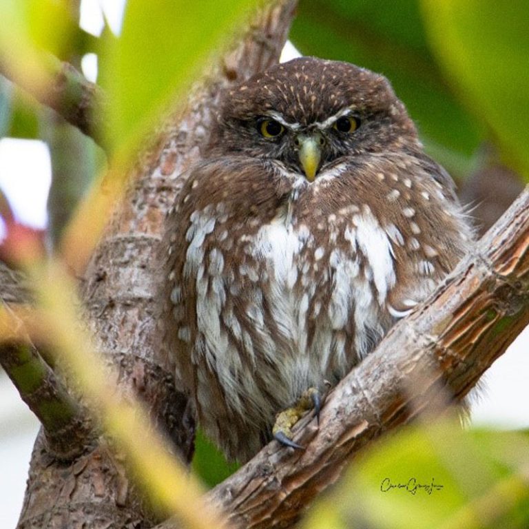Chuncho – AVES EN CHILE