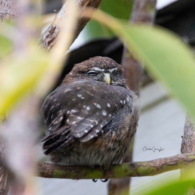 Chuncho – AVES EN CHILE
