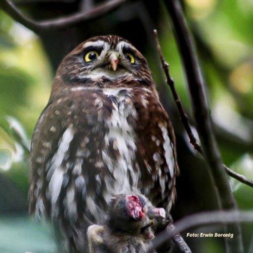 Chuncho – AVES EN CHILE