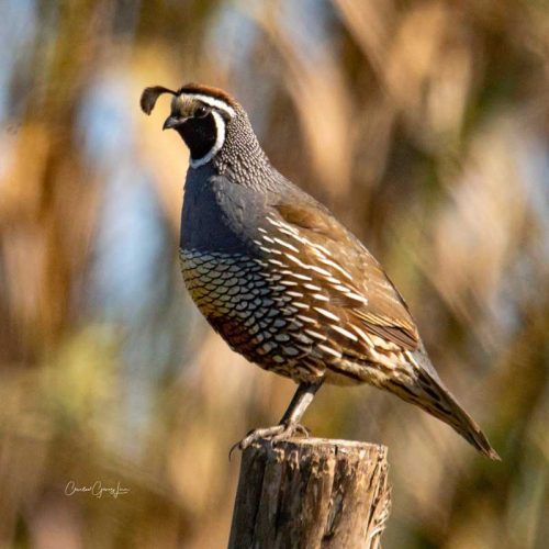 Codorniz – AVES EN CHILE