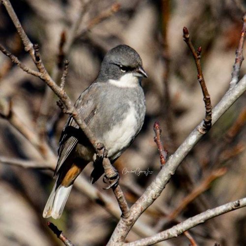 Diuca – AVES EN CHILE