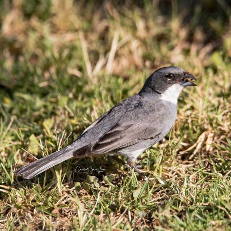 Diuca – AVES EN CHILE