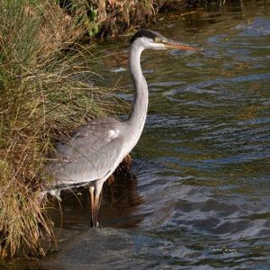 Garza Cuca – AVES EN CHILE
