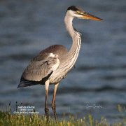 Garza Cuca – AVES EN CHILE