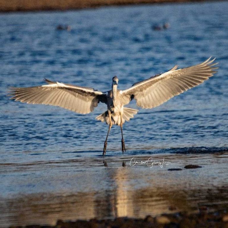 Garza Cuca – AVES EN CHILE