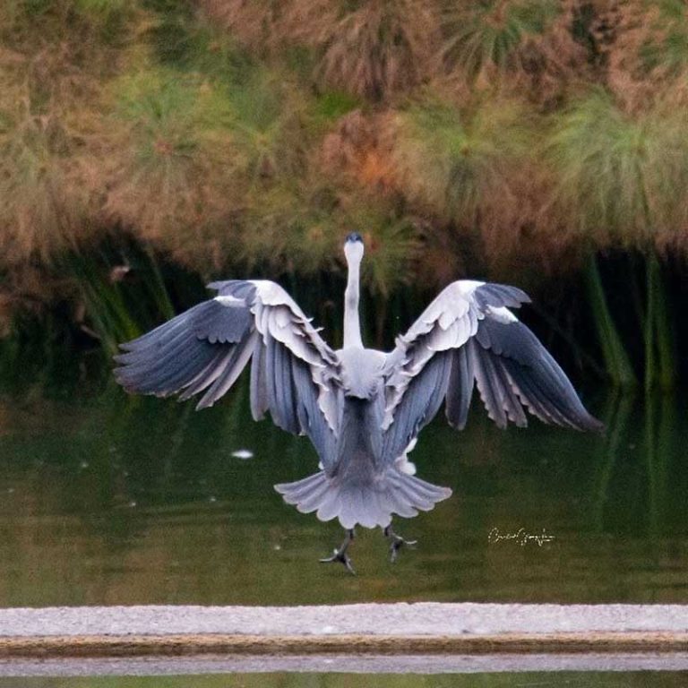 Garza Cuca – AVES EN CHILE