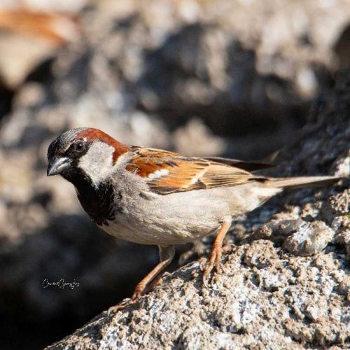 Gorrión – AVES EN CHILE