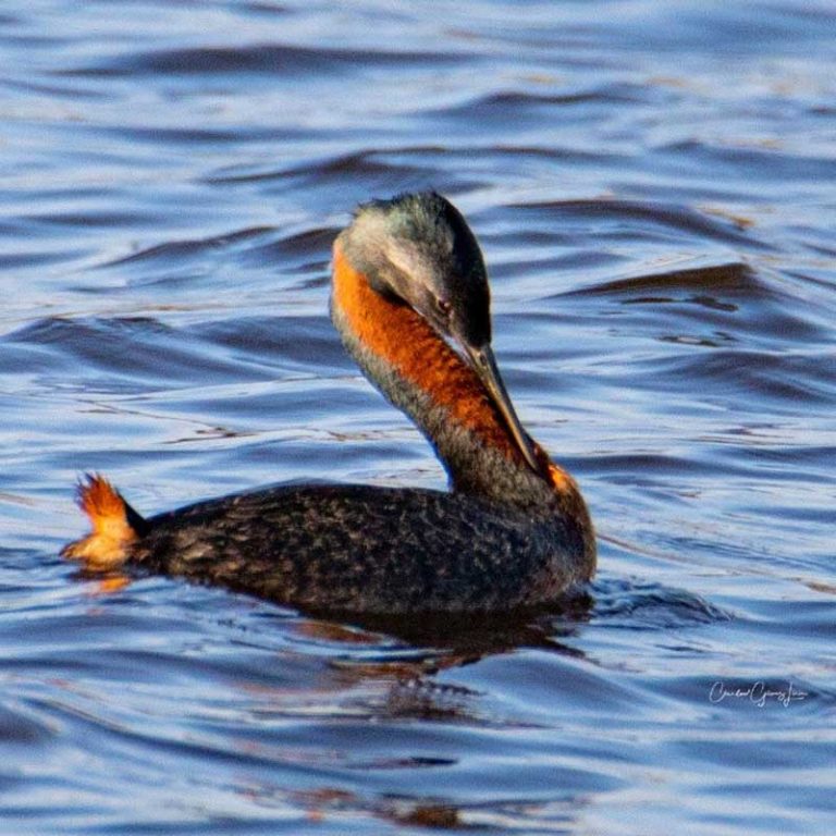 Huala – AVES EN CHILE