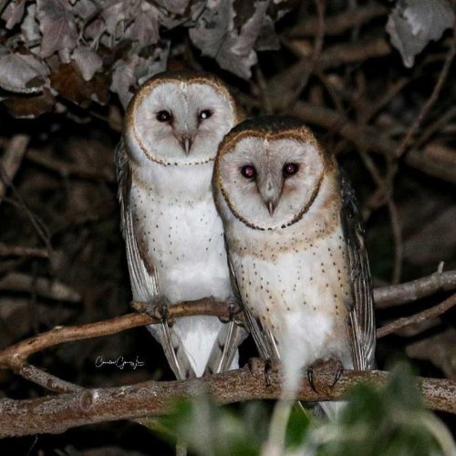 Lechuza – AVES EN CHILE