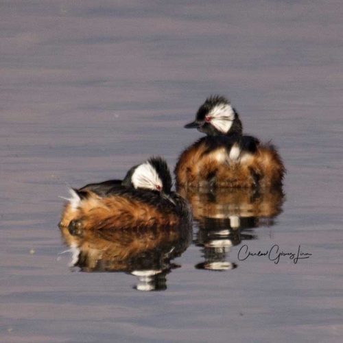 Pimpollo – AVES EN CHILE