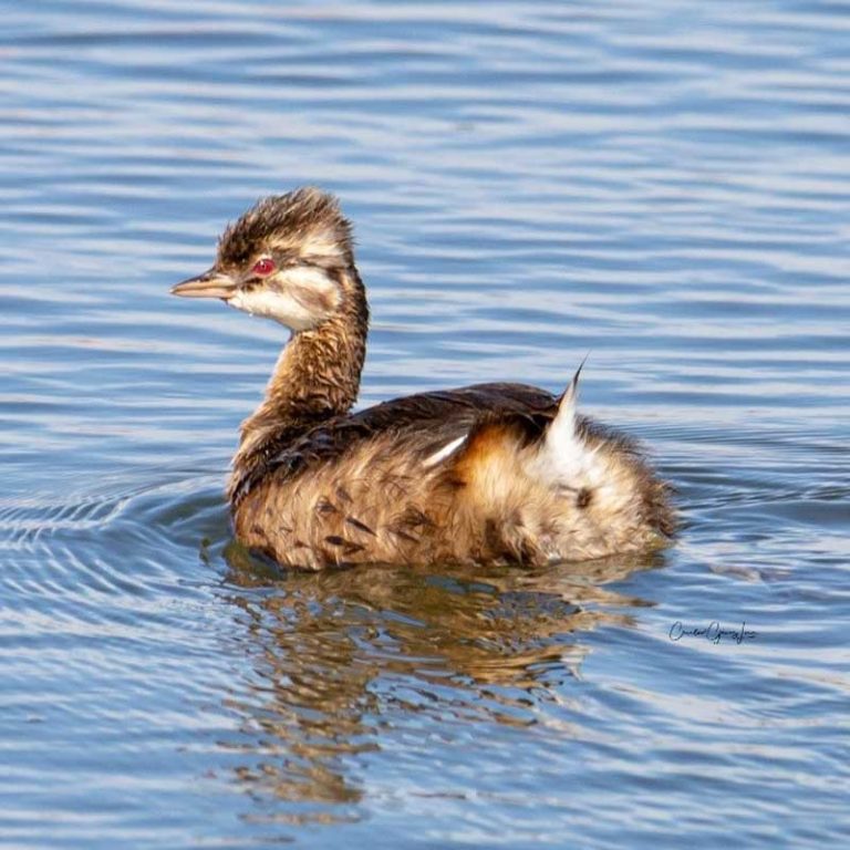 Pimpollo – AVES EN CHILE