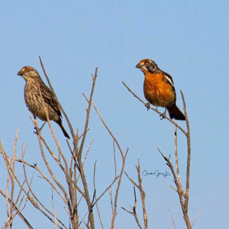 Rara – AVES EN CHILE