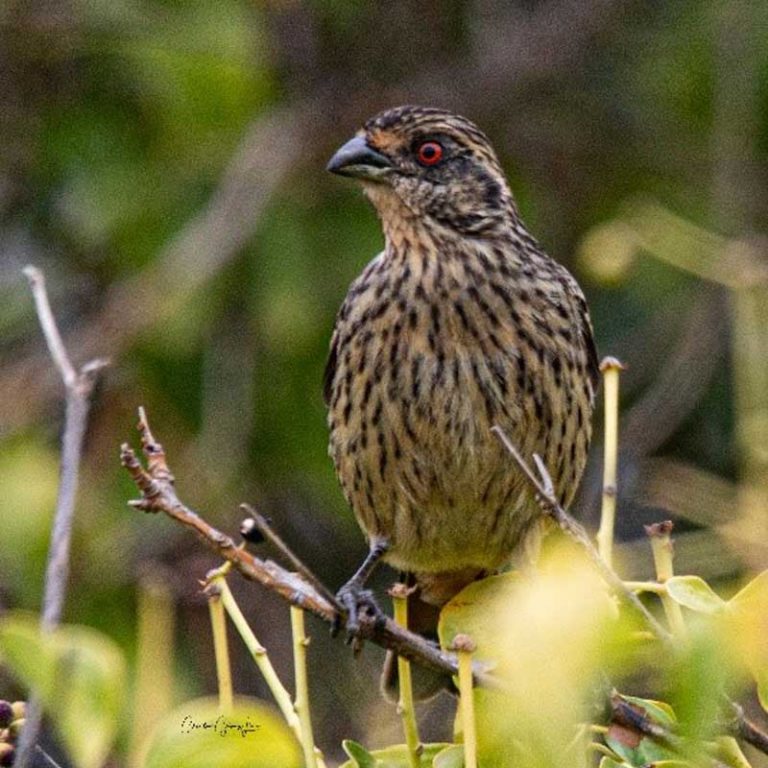 Rara – AVES EN CHILE
