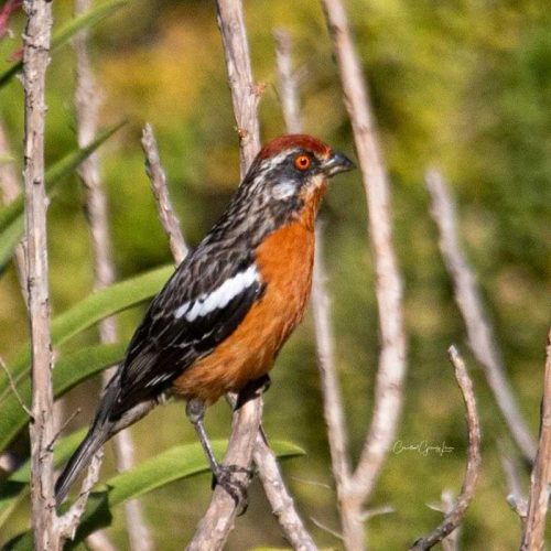 Rara – AVES EN CHILE