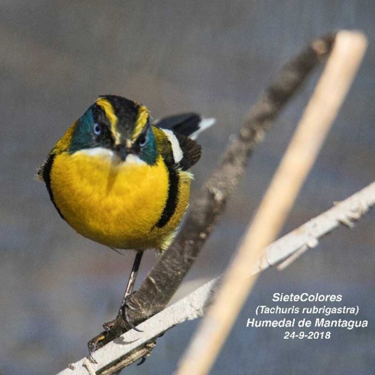 Sietecolores – AVES EN CHILE