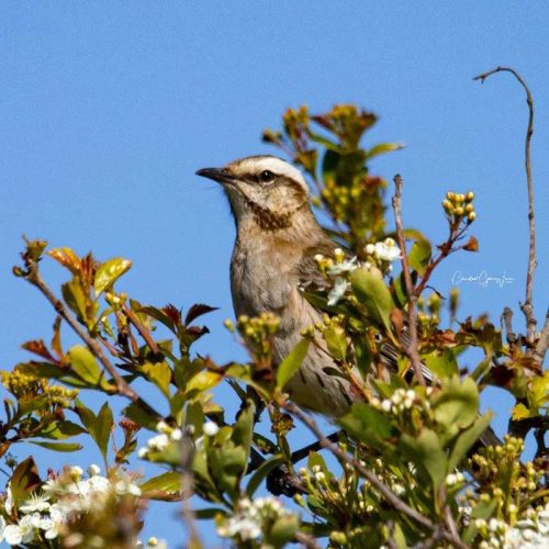 Tenca – AVES EN CHILE