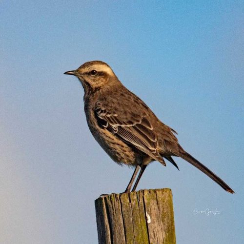 Tenca – AVES EN CHILE