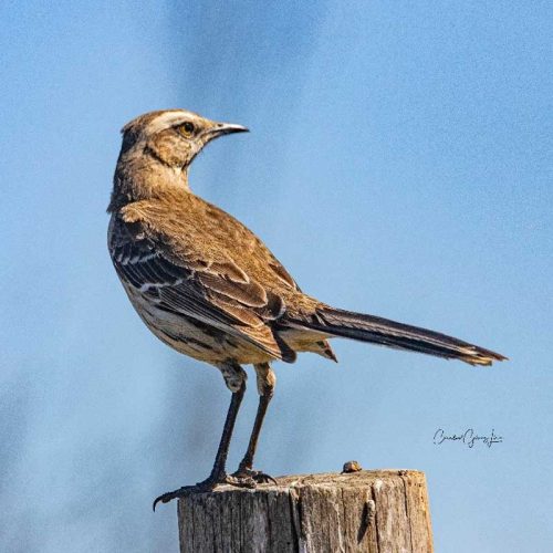 Tenca – AVES EN CHILE