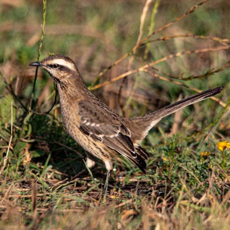 Tenca – AVES EN CHILE