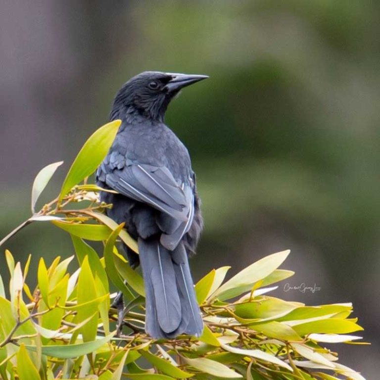Tordo – AVES EN CHILE