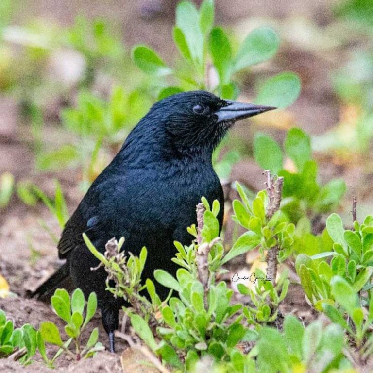 Tordo – AVES EN CHILE
