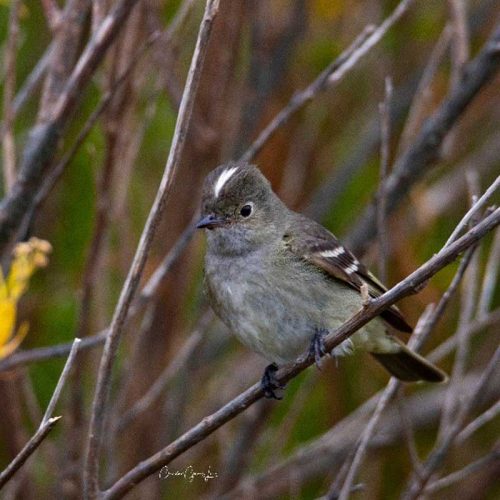 Fío-Fío – AVES EN CHILE