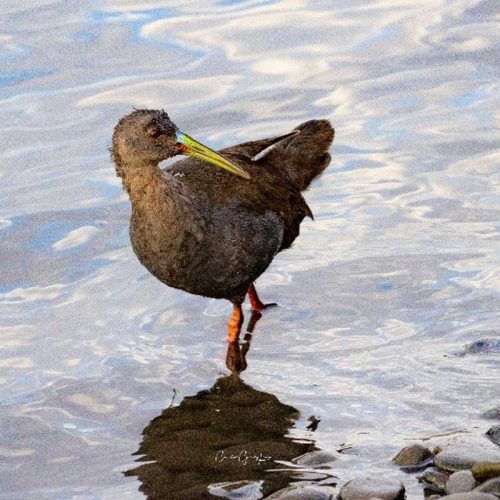 Pidén – AVES EN CHILE