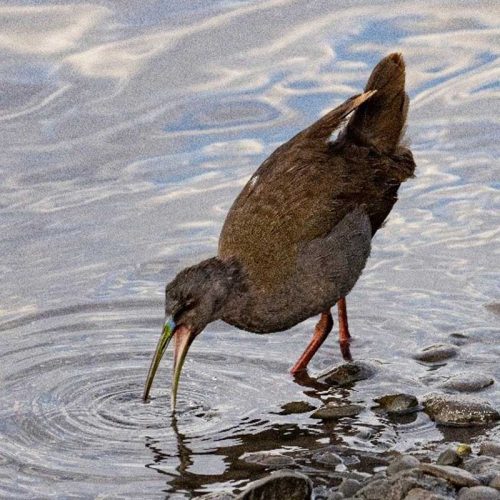 Pidén – AVES EN CHILE