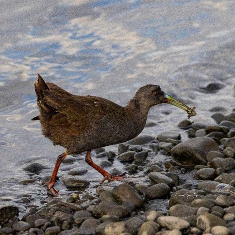 Pidén – AVES EN CHILE