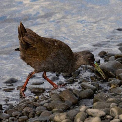 Pidén – AVES EN CHILE