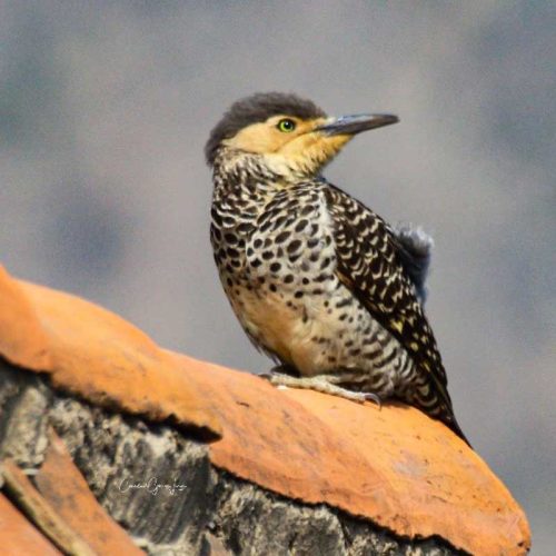 Pitío – AVES EN CHILE