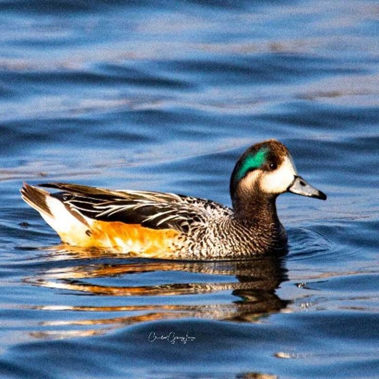 Pato Real – AVES EN CHILE