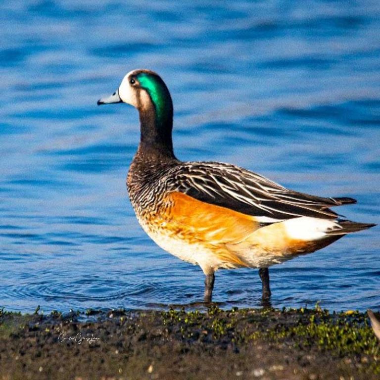 Pato Real – AVES EN CHILE