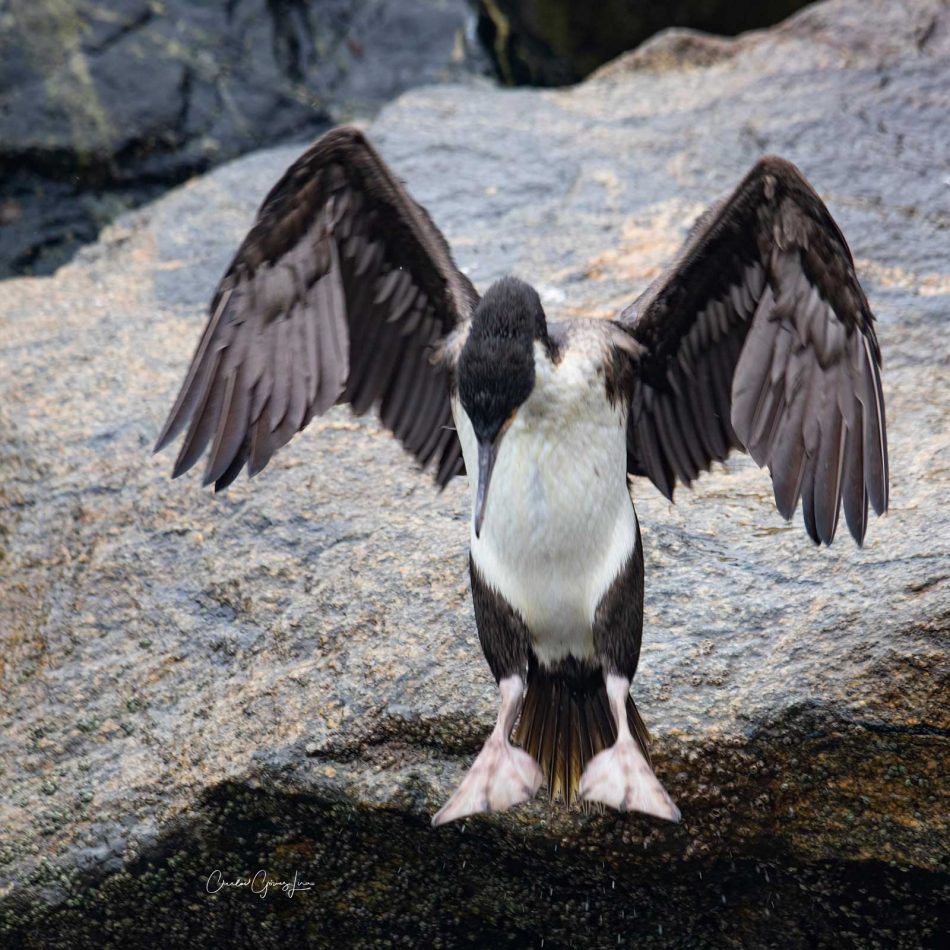 Guanay – AVES EN CHILE