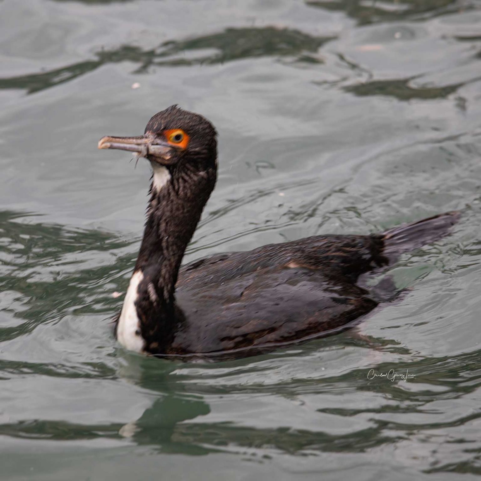 Guanay – AVES EN CHILE
