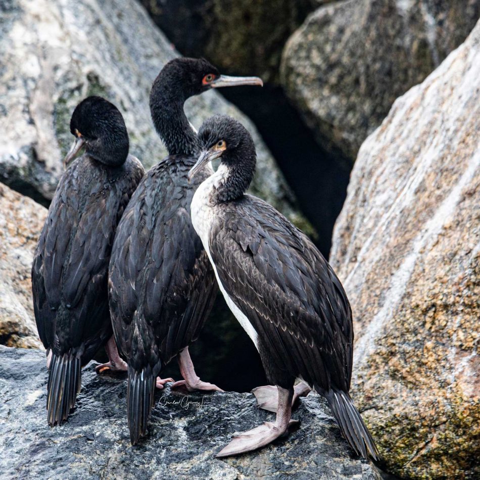 Guanay – AVES EN CHILE