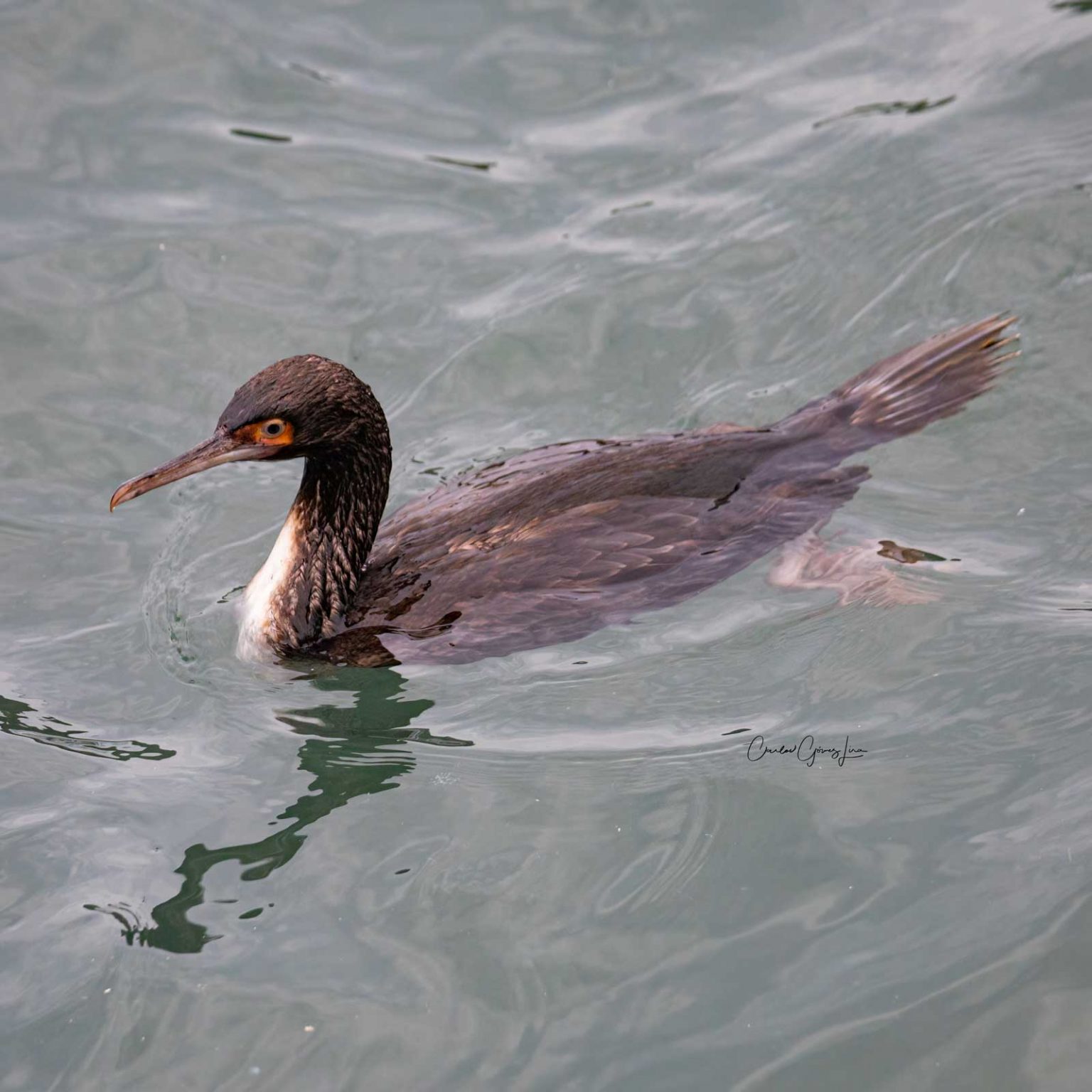 Guanay – AVES EN CHILE